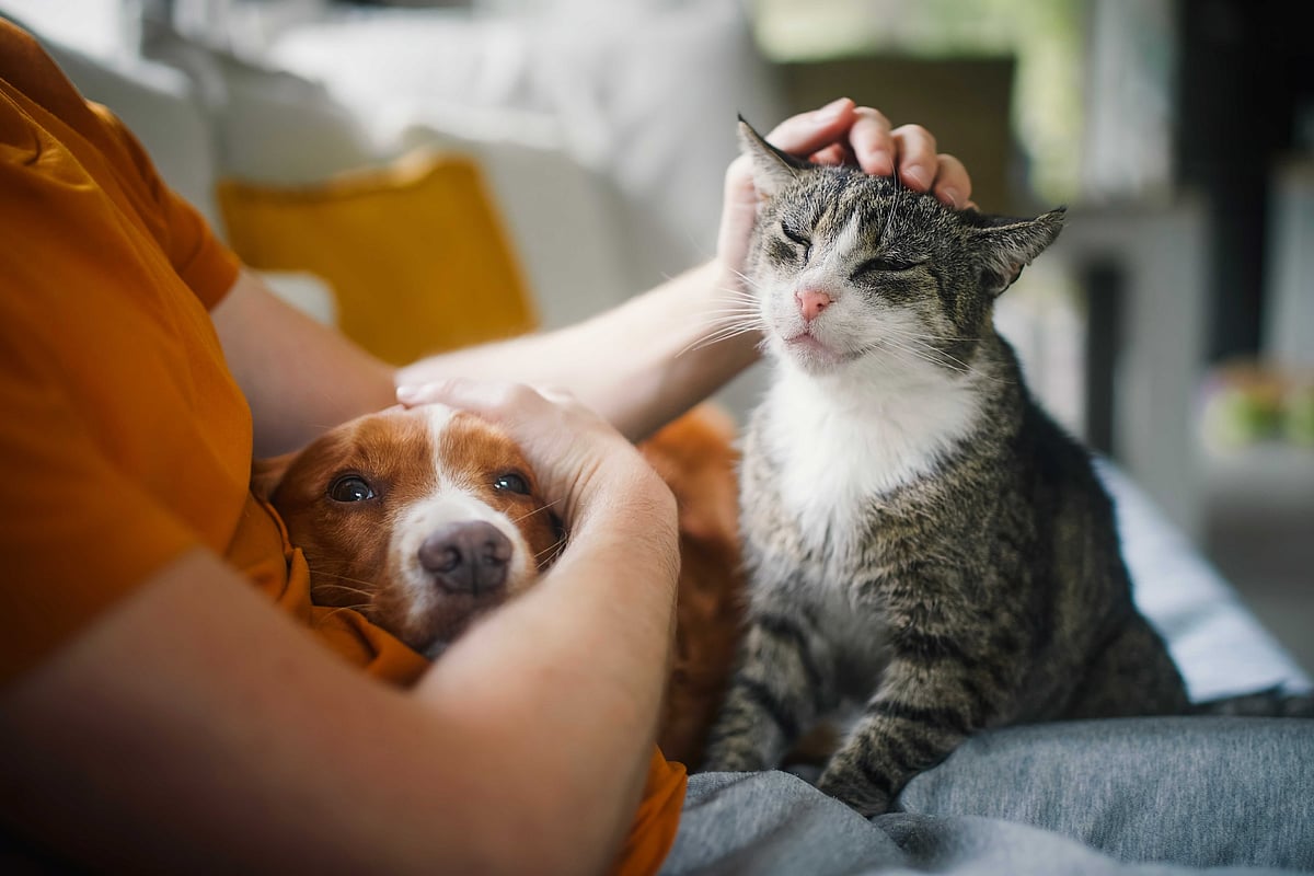 India’s pet economy goes premium as cat grooming and Tier-II demand ...